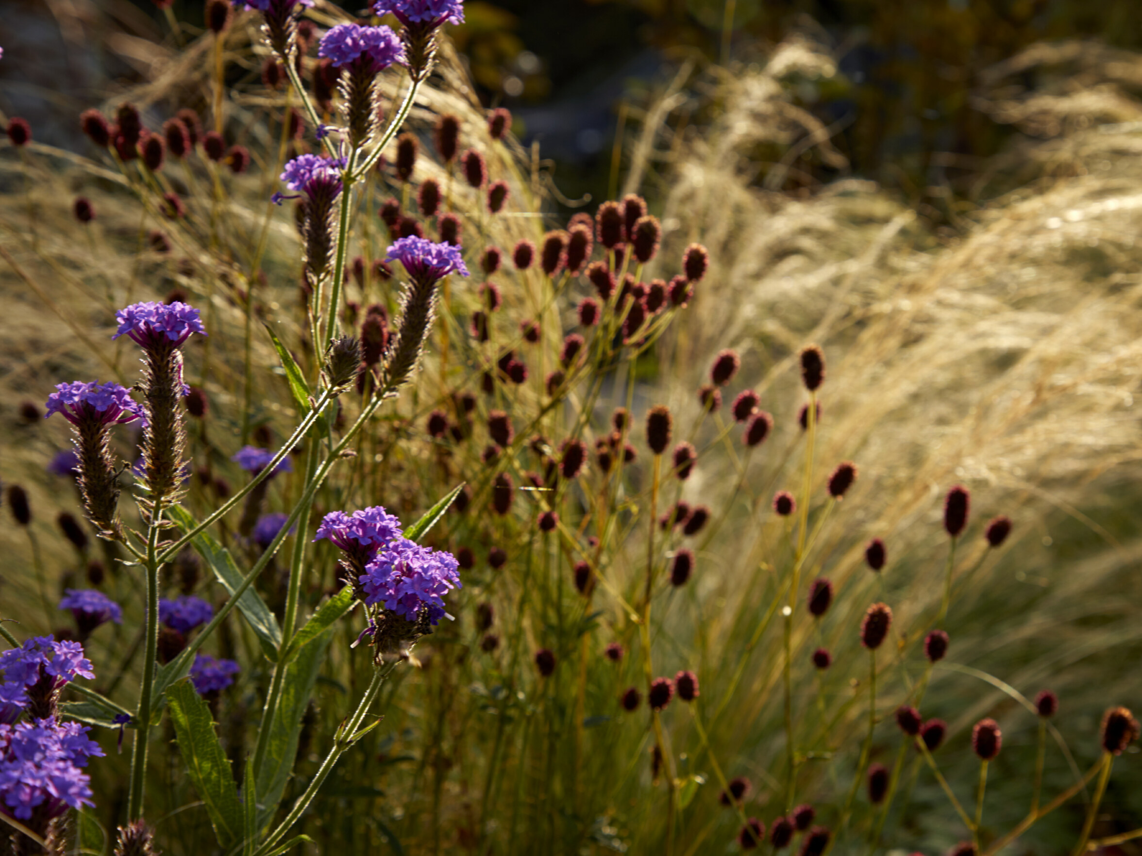 Matthew Childs | Award Winning Garden Designer | Landscape Design